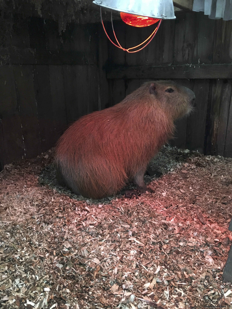 Do Capybaras Like Snow? | ROUS Foundation